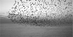 Motionographer® flock thumb