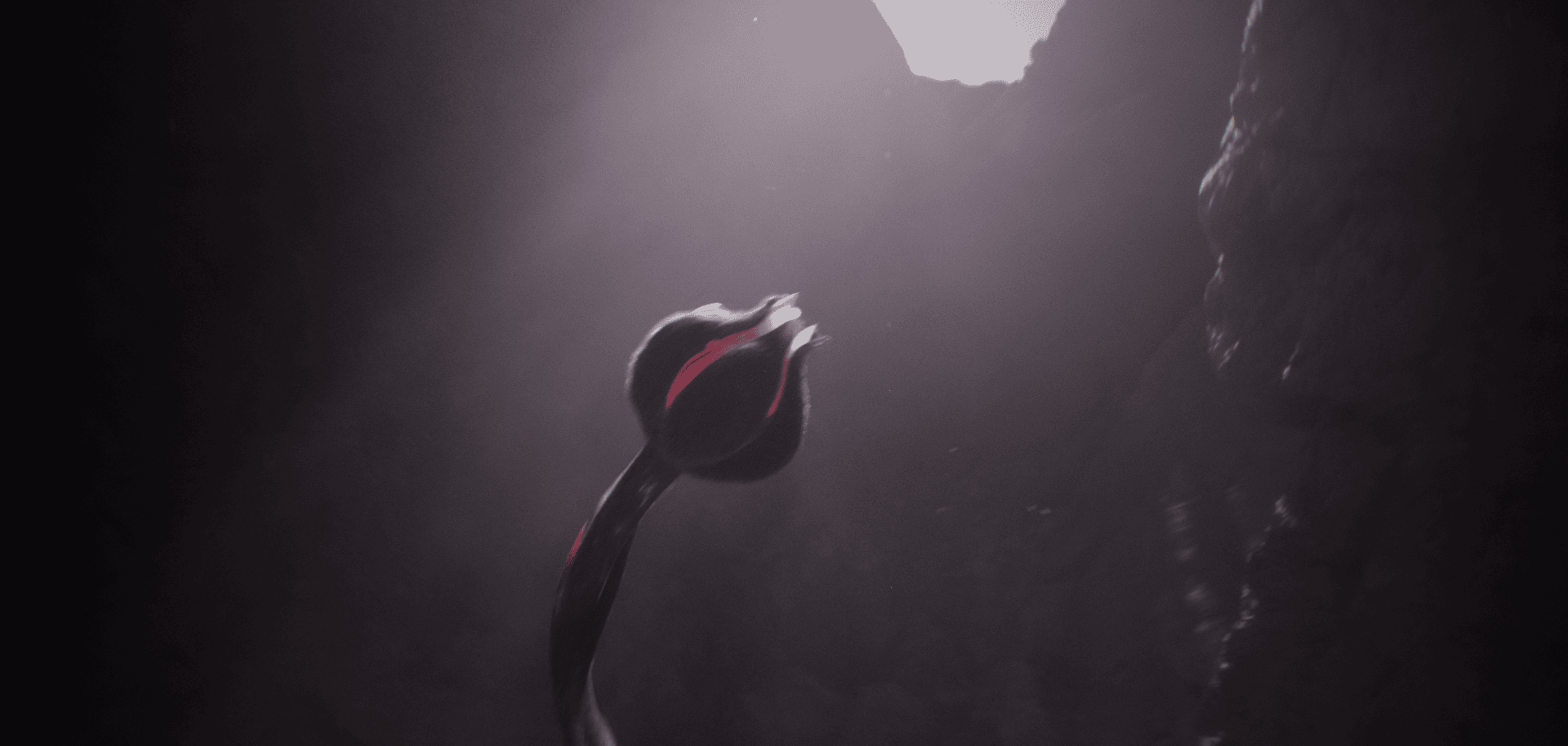 Motionographer® Dan Ulv | Mount Floret